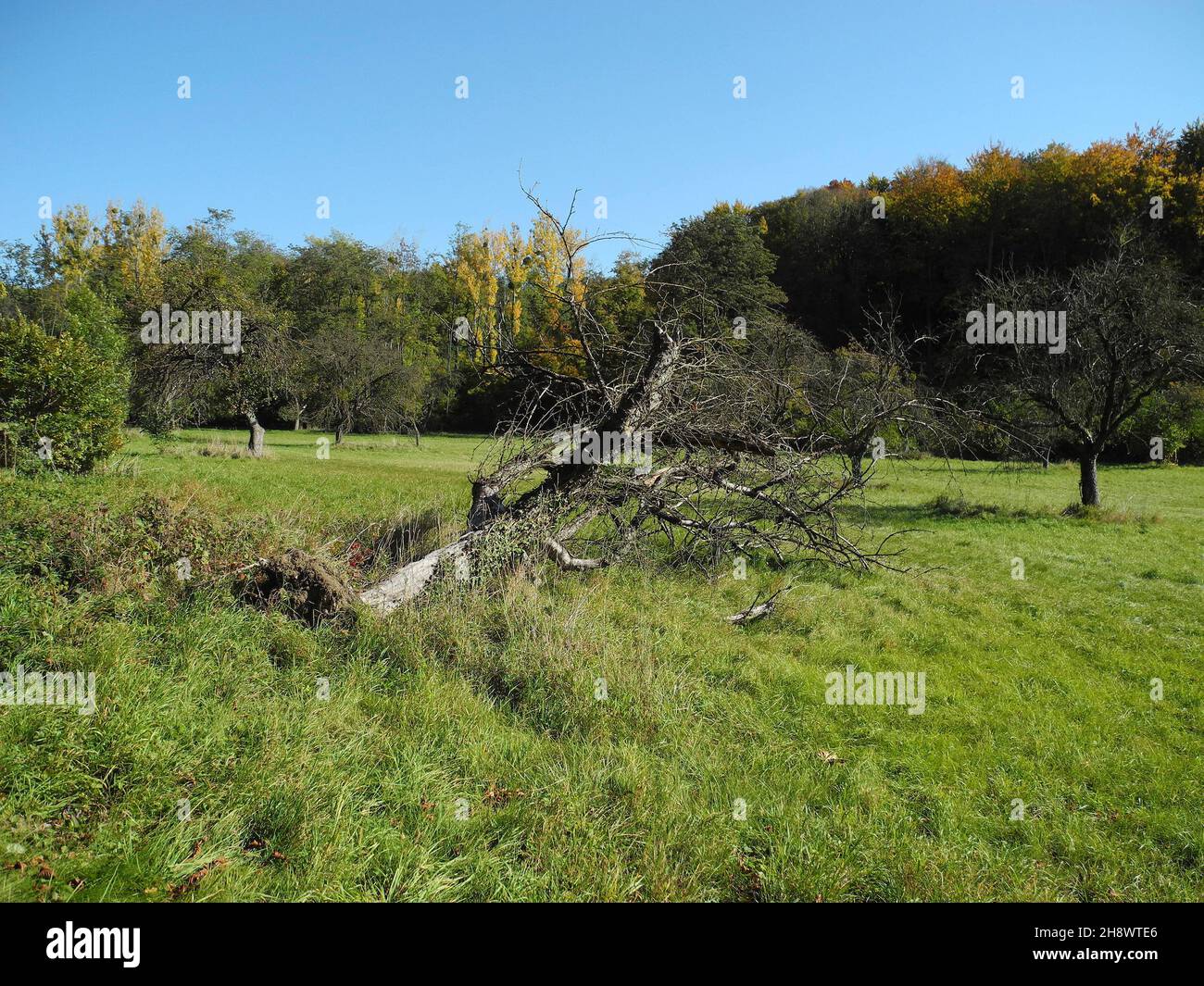 Austria, fallen dead tree in pasture area Stock Photo - Alamy