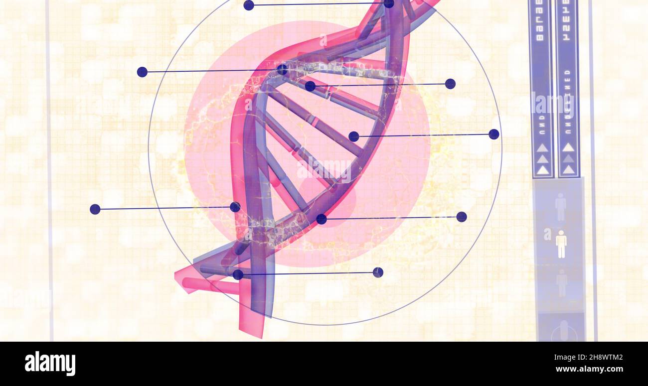 Image of human brain over dna strand spinning Stock Photo - Alamy