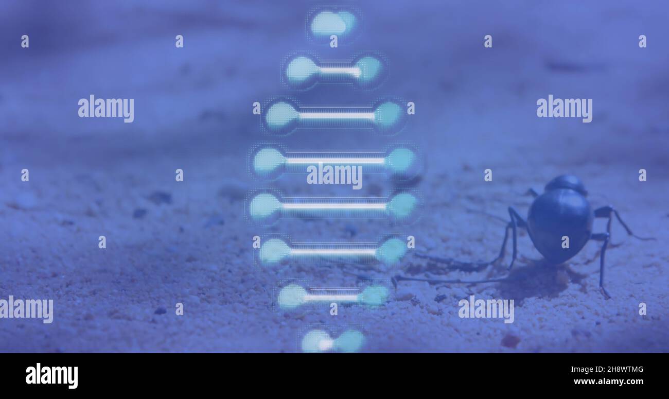 Image of dna strand spinning over bug Stock Photo - Alamy