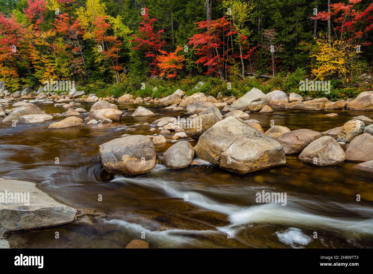 Autumn forest overhanging the Swift River, Lower Falls scenic area ...