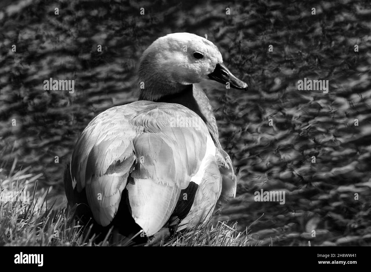 Ogar images hi-res stock photography and images - Alamy