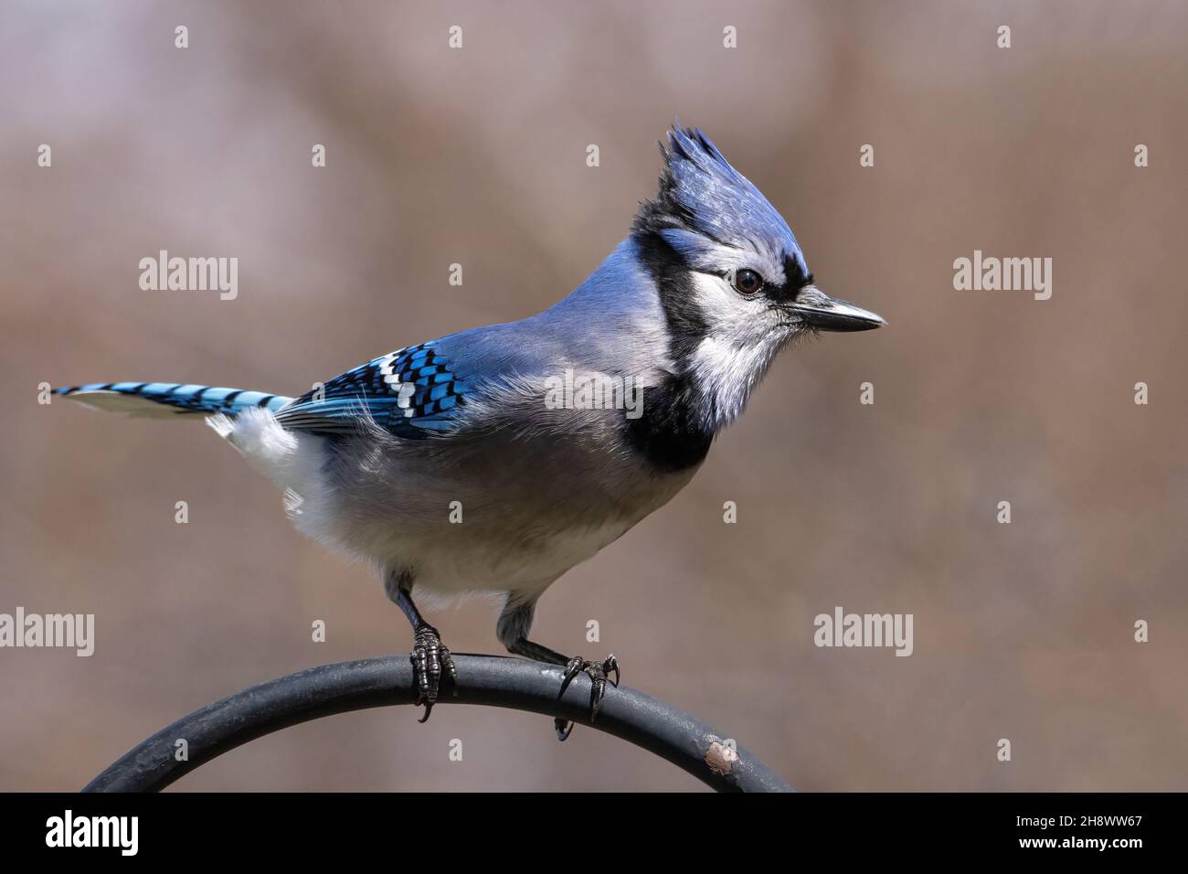 Perched blue jay on blurry background during a spring morning Stock ...