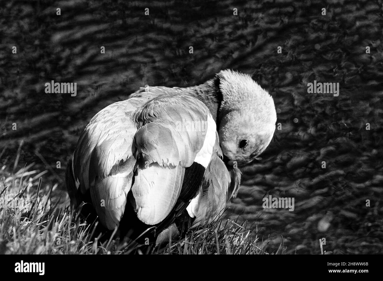 Ducks ogar images hi-res stock photography and images - Alamy
