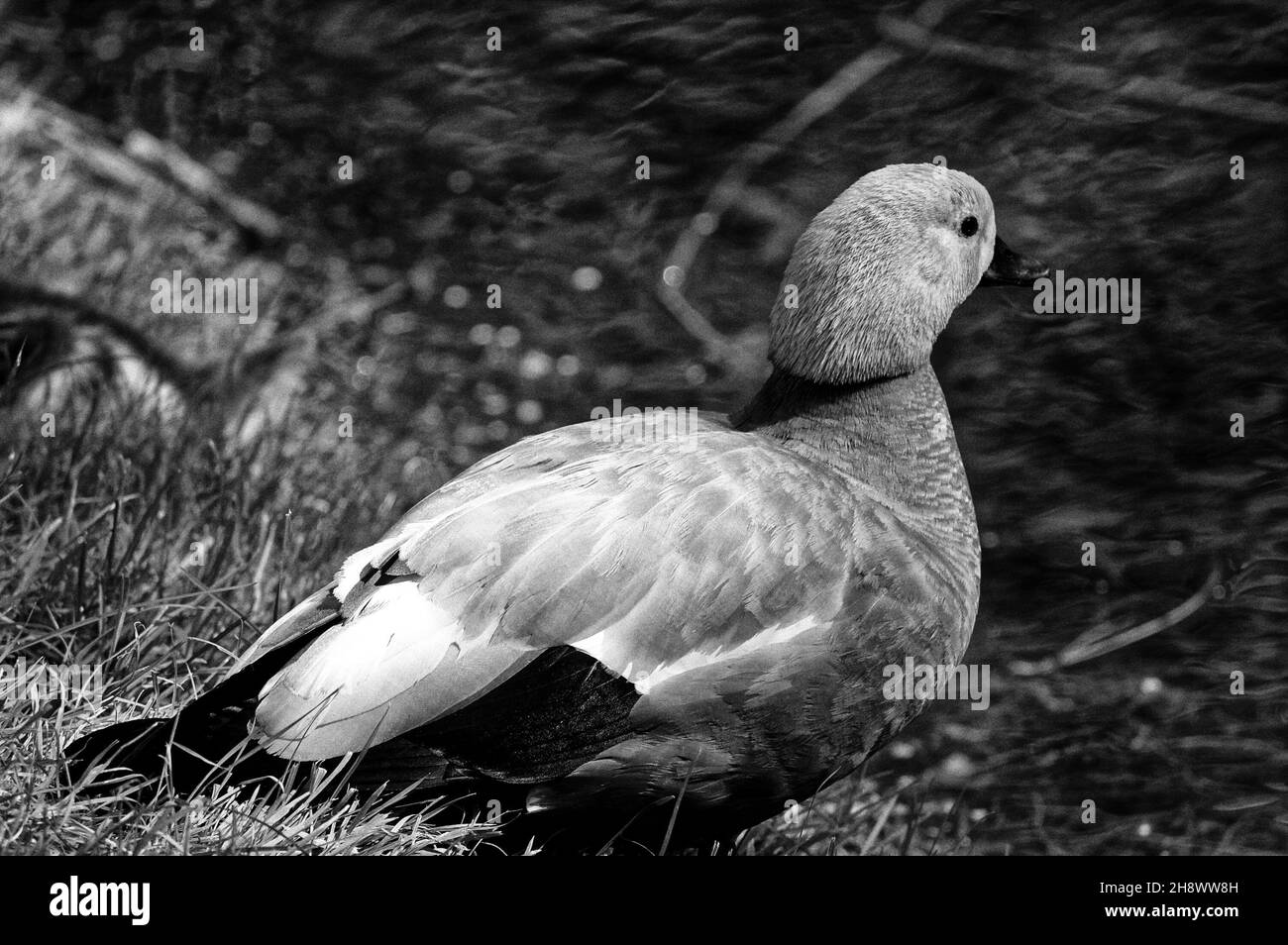 Ogar images hi-res stock photography and images - Alamy