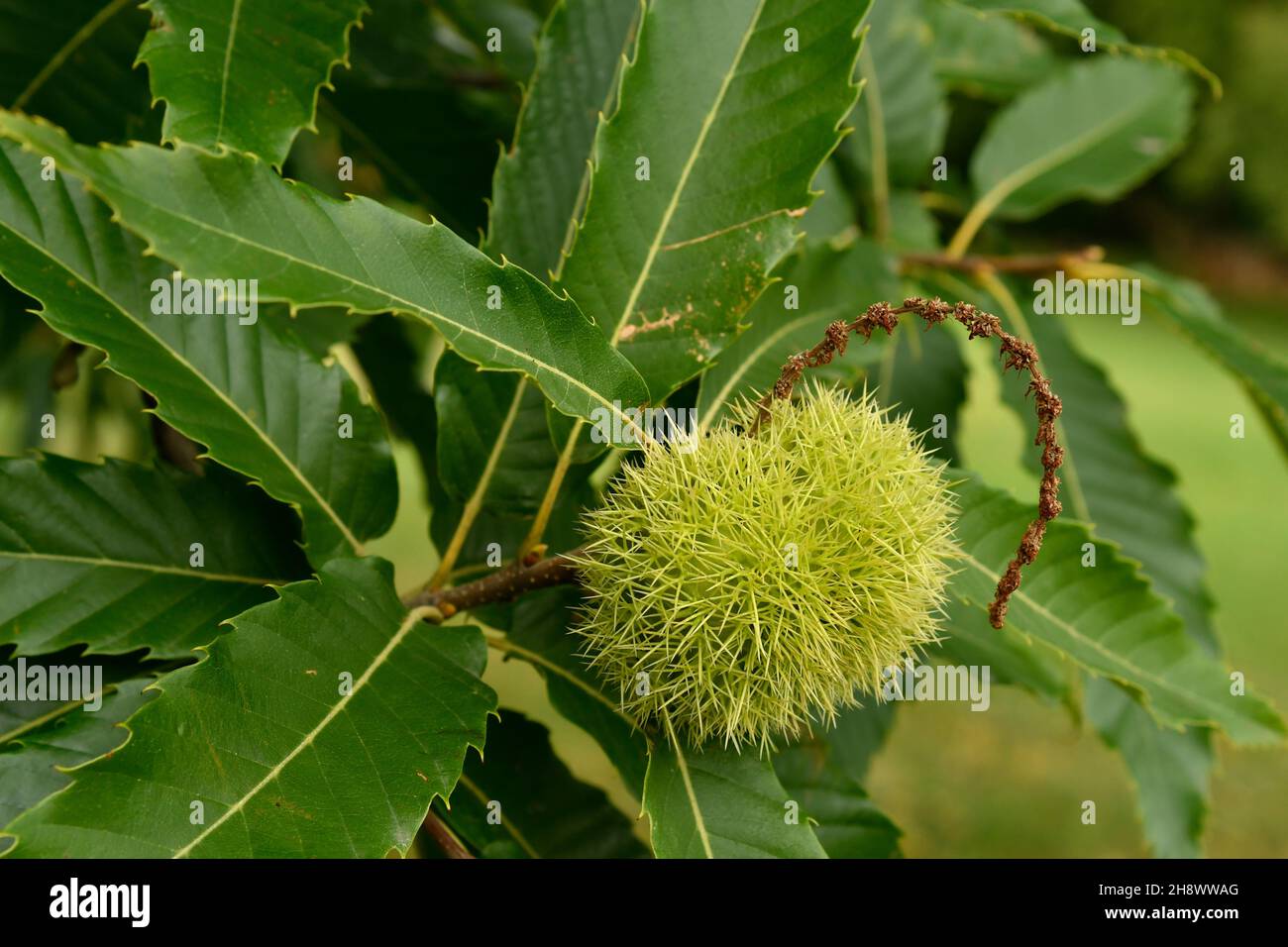 Austria, the prickly shell of the sweet chestnut Stock Photo - Alamy