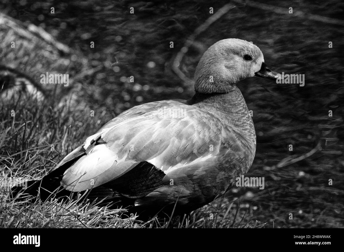 Ogar images hi-res stock photography and images - Alamy