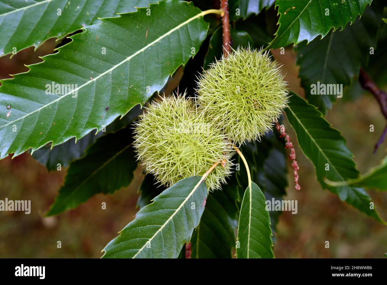 Prickly Shell High Resolution Stock Photography and Images - Alamy