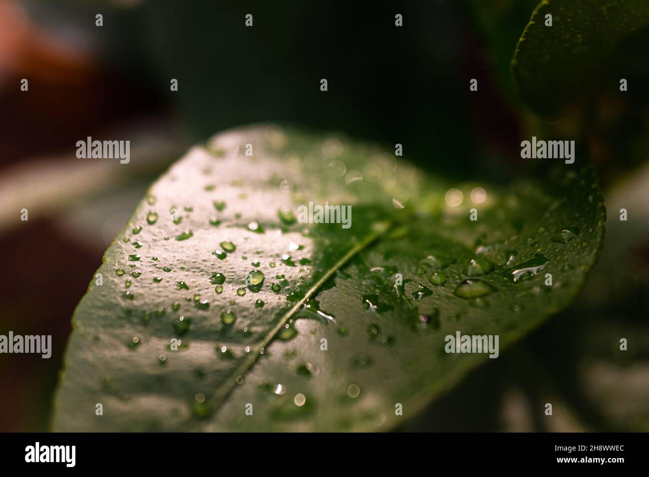 Freshly fallen raindrops refresh the leaves of plants in a vegetable ...