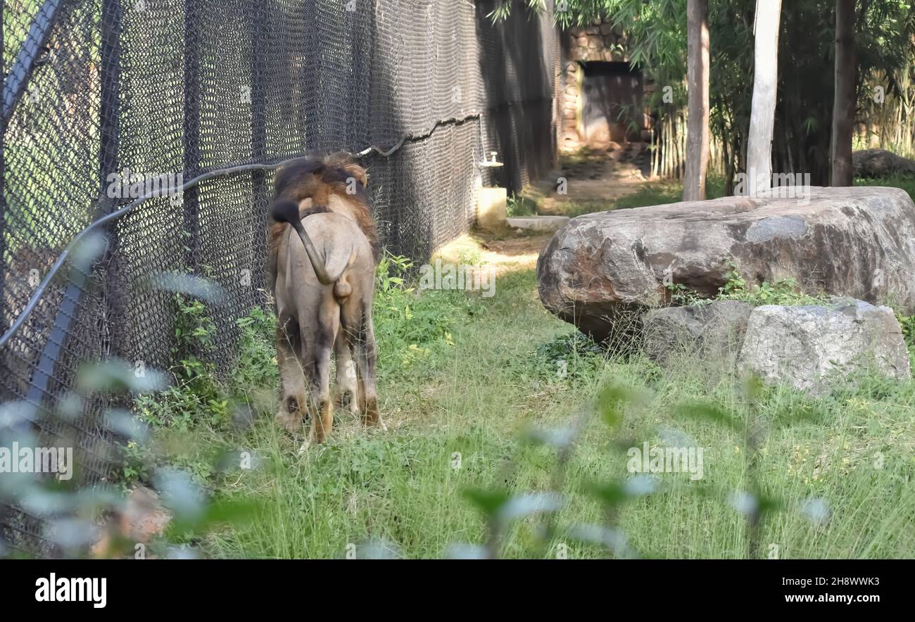 Selective focus Picture of rear side of a lion with it tail up and ...