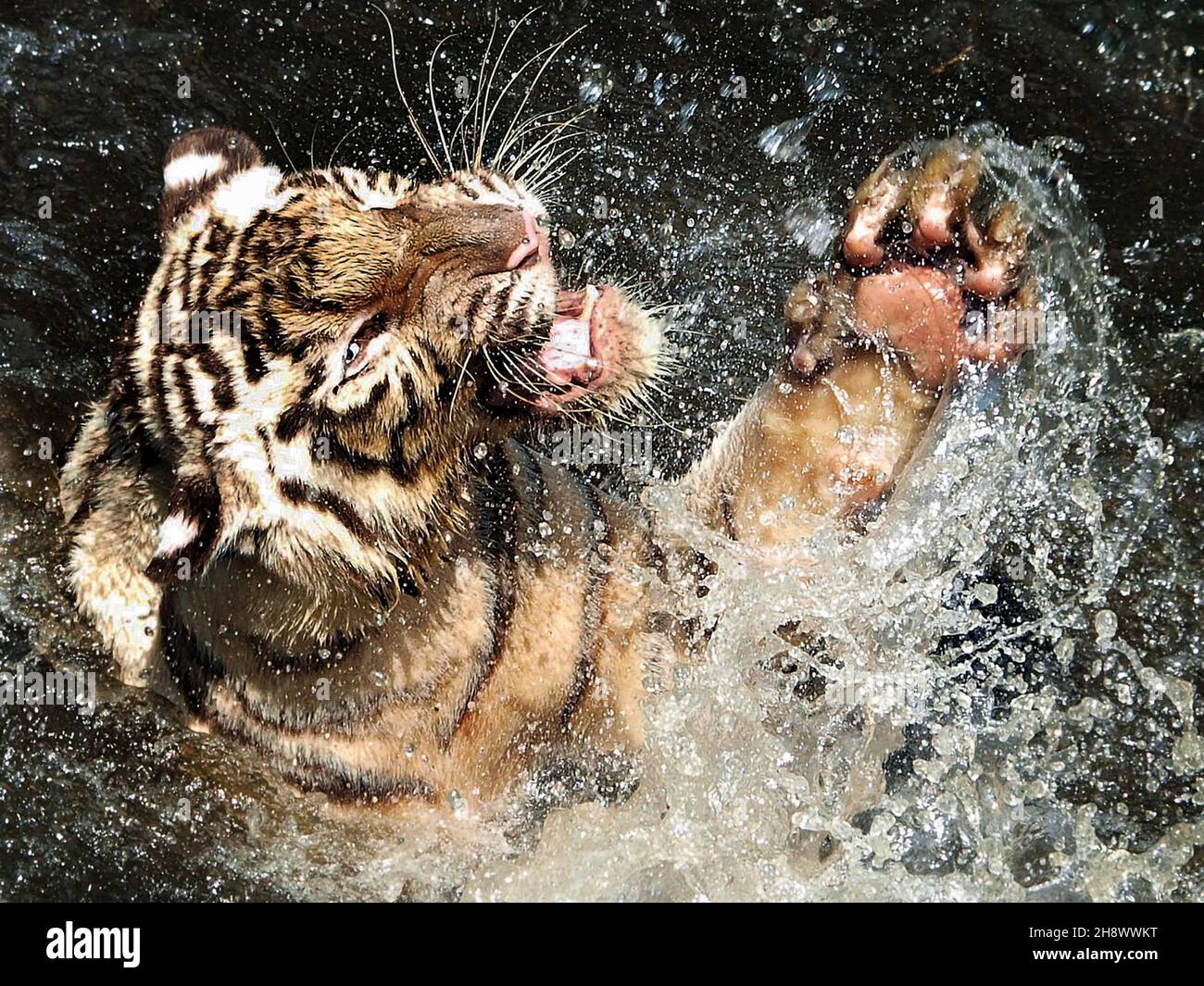 A white tiger splashing in the water. JAKARTA,INDONESIA: MESMERISING ...