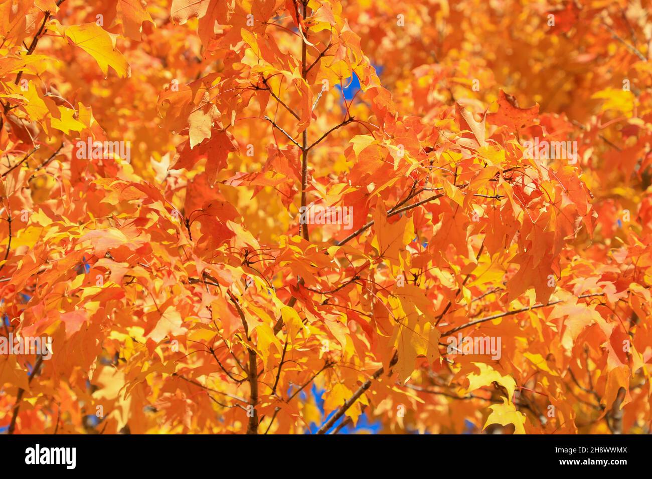 Autumn colors erupt against the vivid blue sky as seasons change in ...
