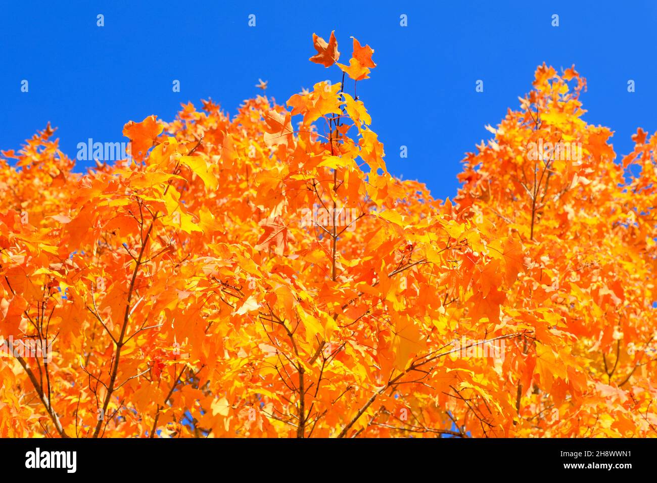 Autumn colors erupt against the vivid blue sky as seasons change in ...
