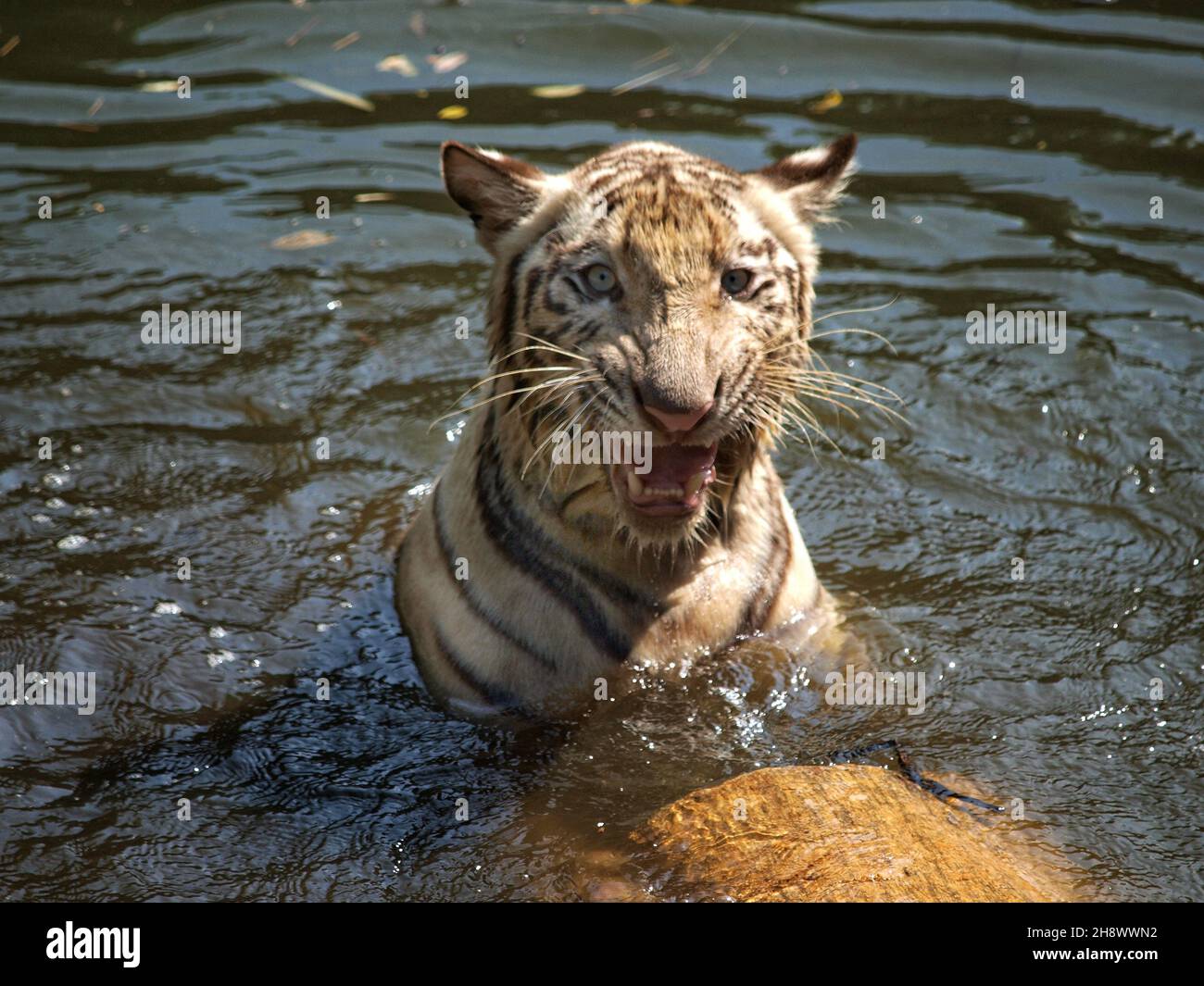 White tigers are man made hybrids of the Bengal tiger and Siberian ...