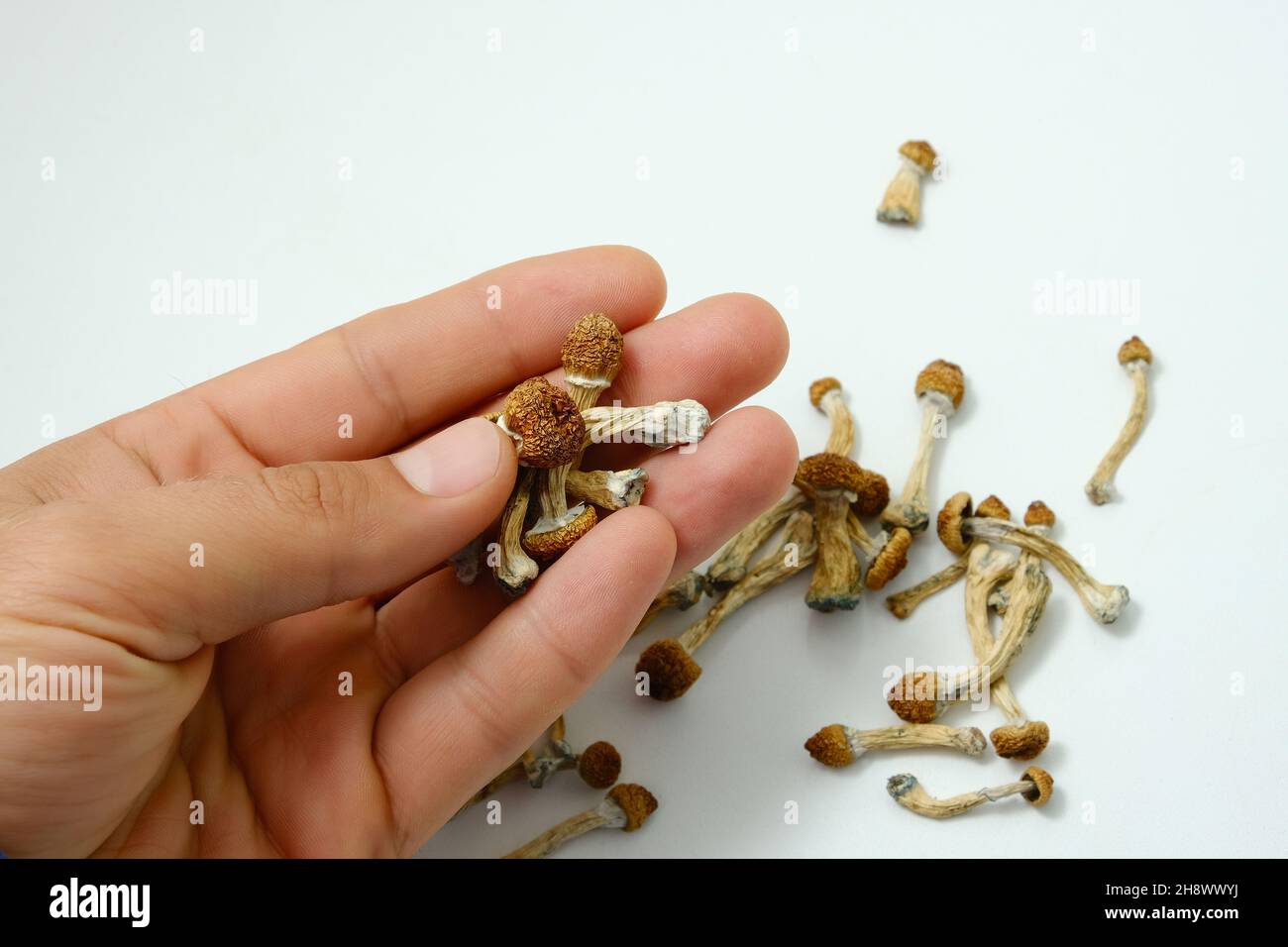 Psilocybe Cubensis mushrooms spills from man's hand on white background ...