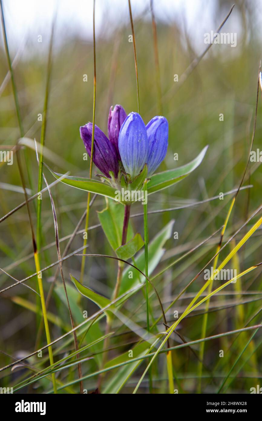 Beautiful wildflowers display their colorful blooms on midwest prairie ...