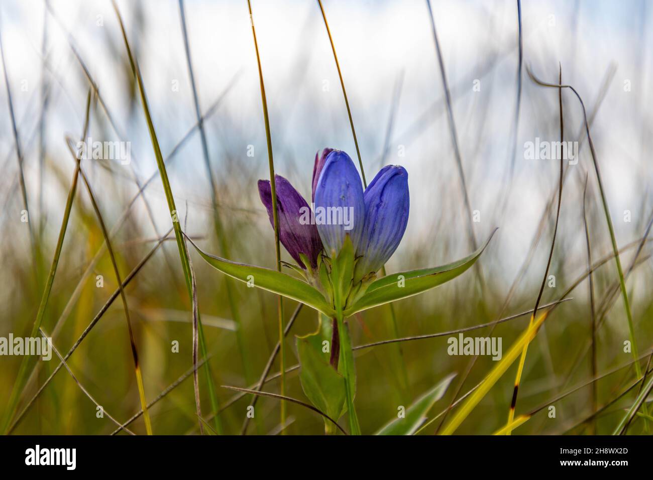 Beautiful wildflowers display their colorful blooms on midwest prairie ...