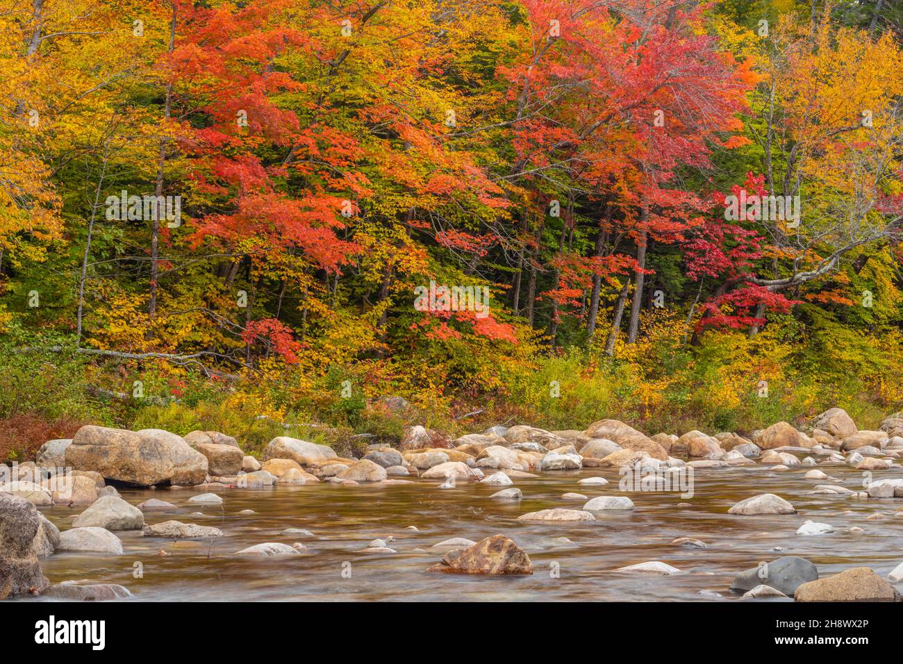 Autumn foliage along the Swift River, Lower Falls Scenic Area, Albany ...