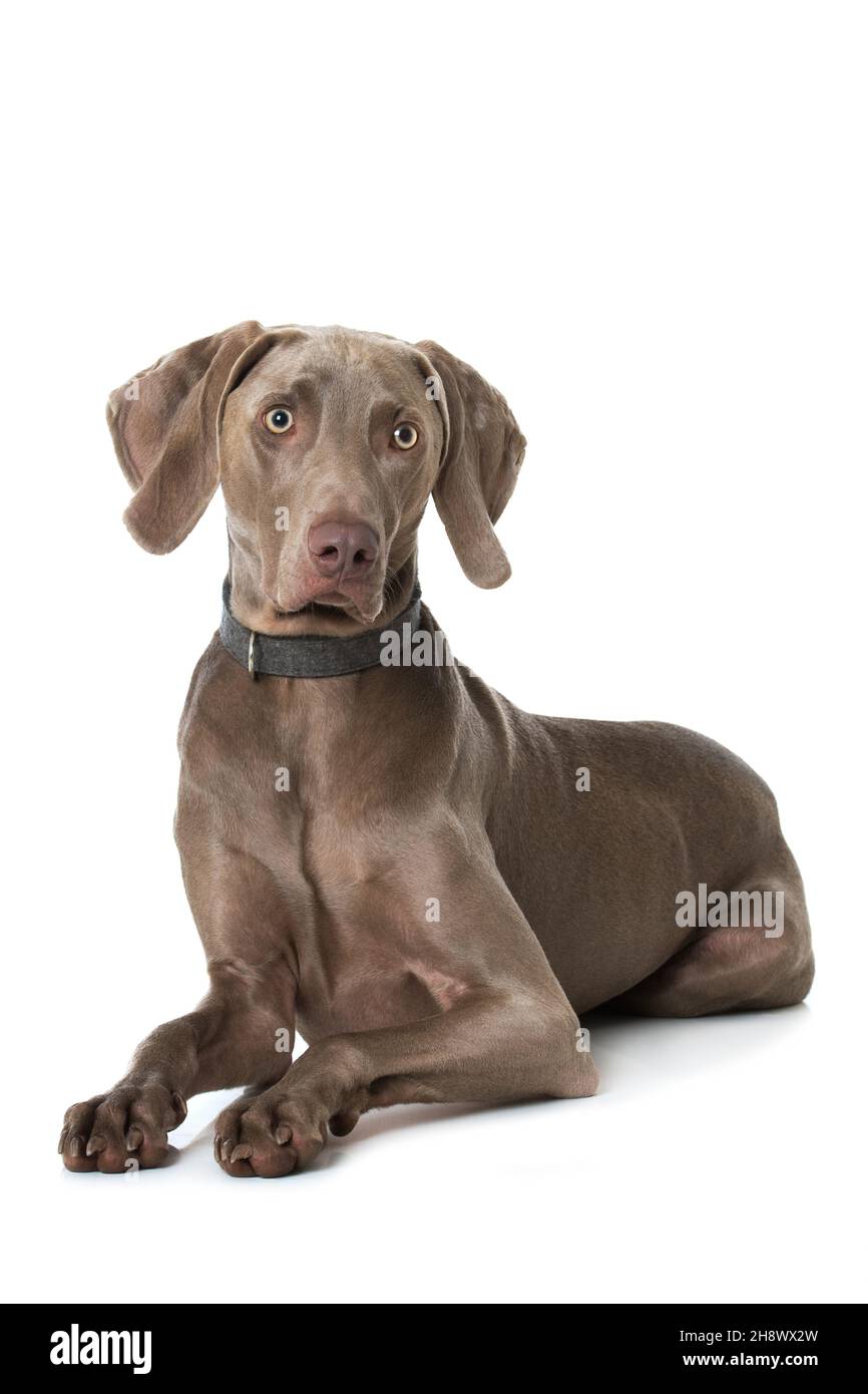 Weimaraner dog isolated on white background Stock Photo - Alamy