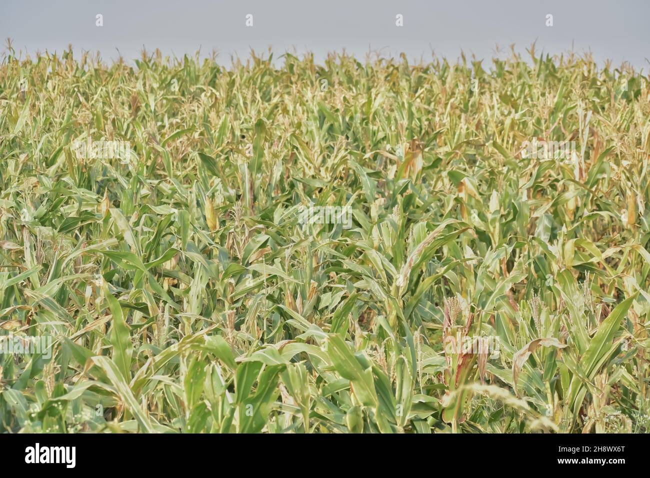 Selective focus Picture of Maize field in India Stock Photo - Alamy