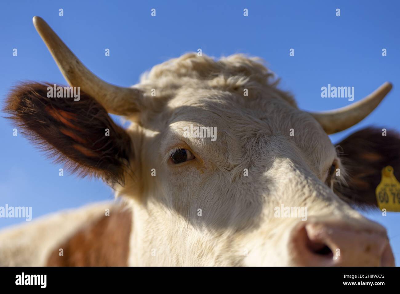 The Bavarian dairy cow Stock Photo - Alamy