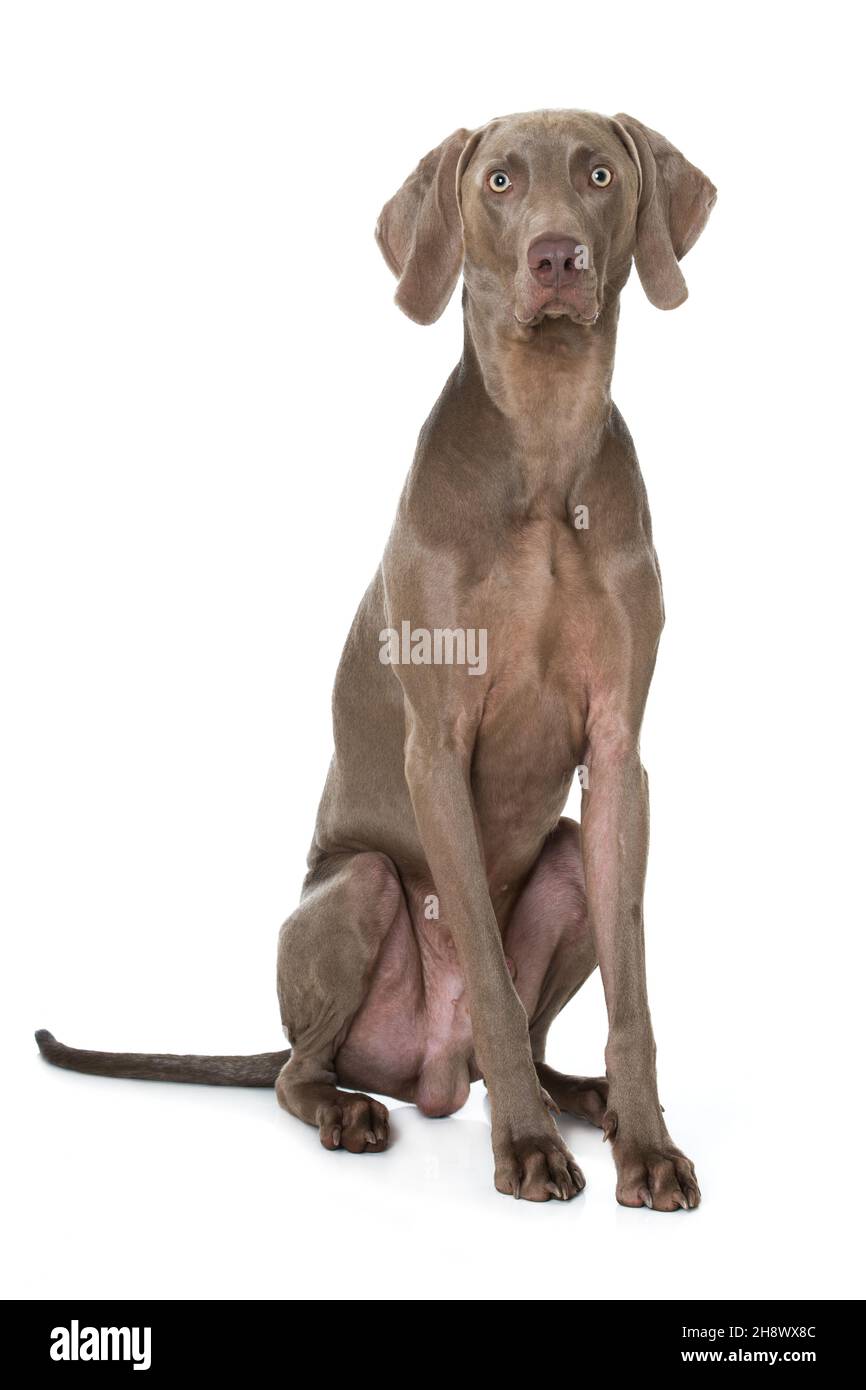 Weimaraner dog sitting isolated on white background Stock Photo - Alamy