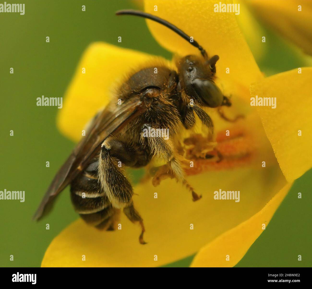 Closeup on a male of the Yellow loosetrife bee, Macropis europaea Stock ...