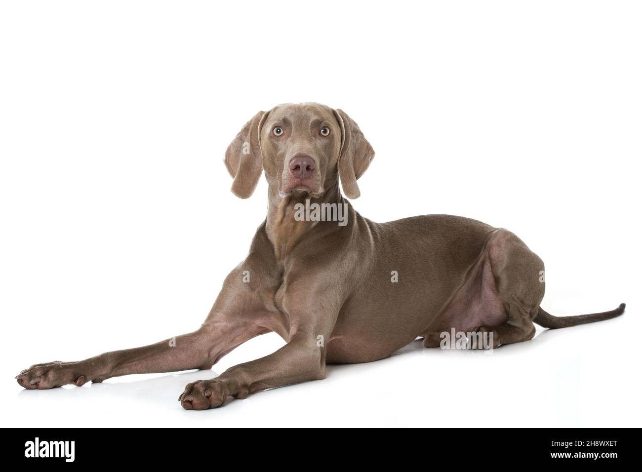 Weimaraner dog isolated on white background Stock Photo - Alamy