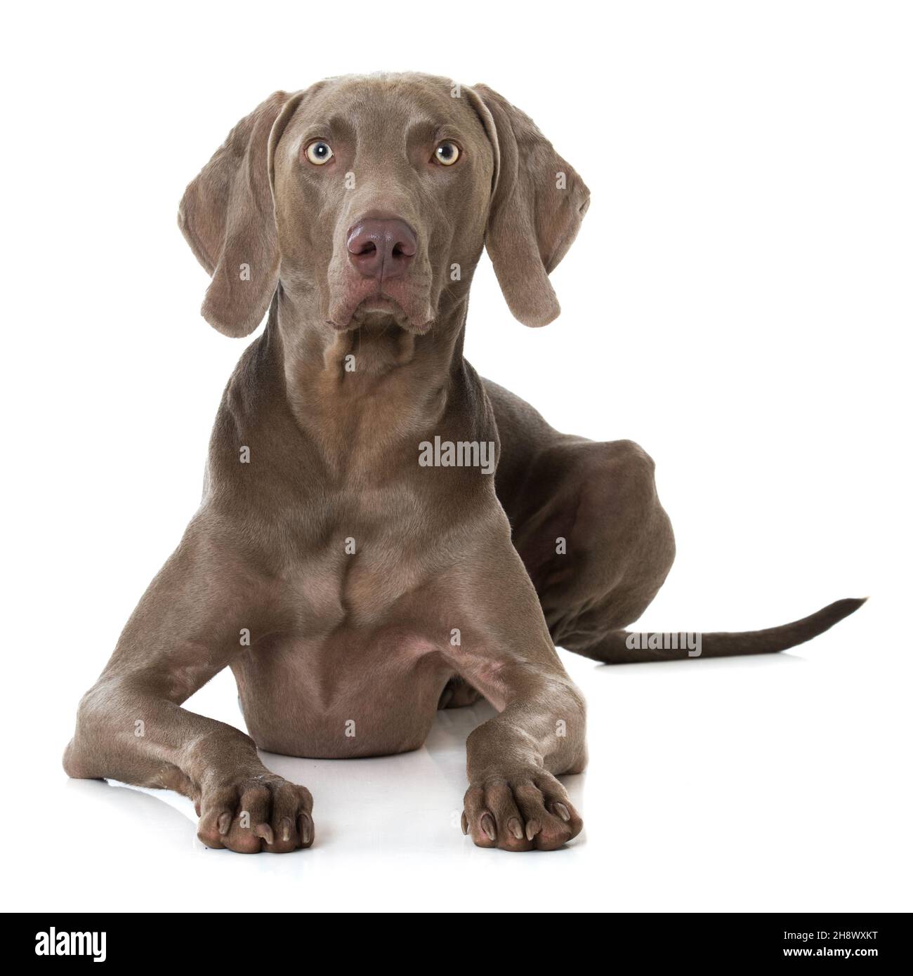 Weimaraner dog isolated on white background Stock Photo - Alamy