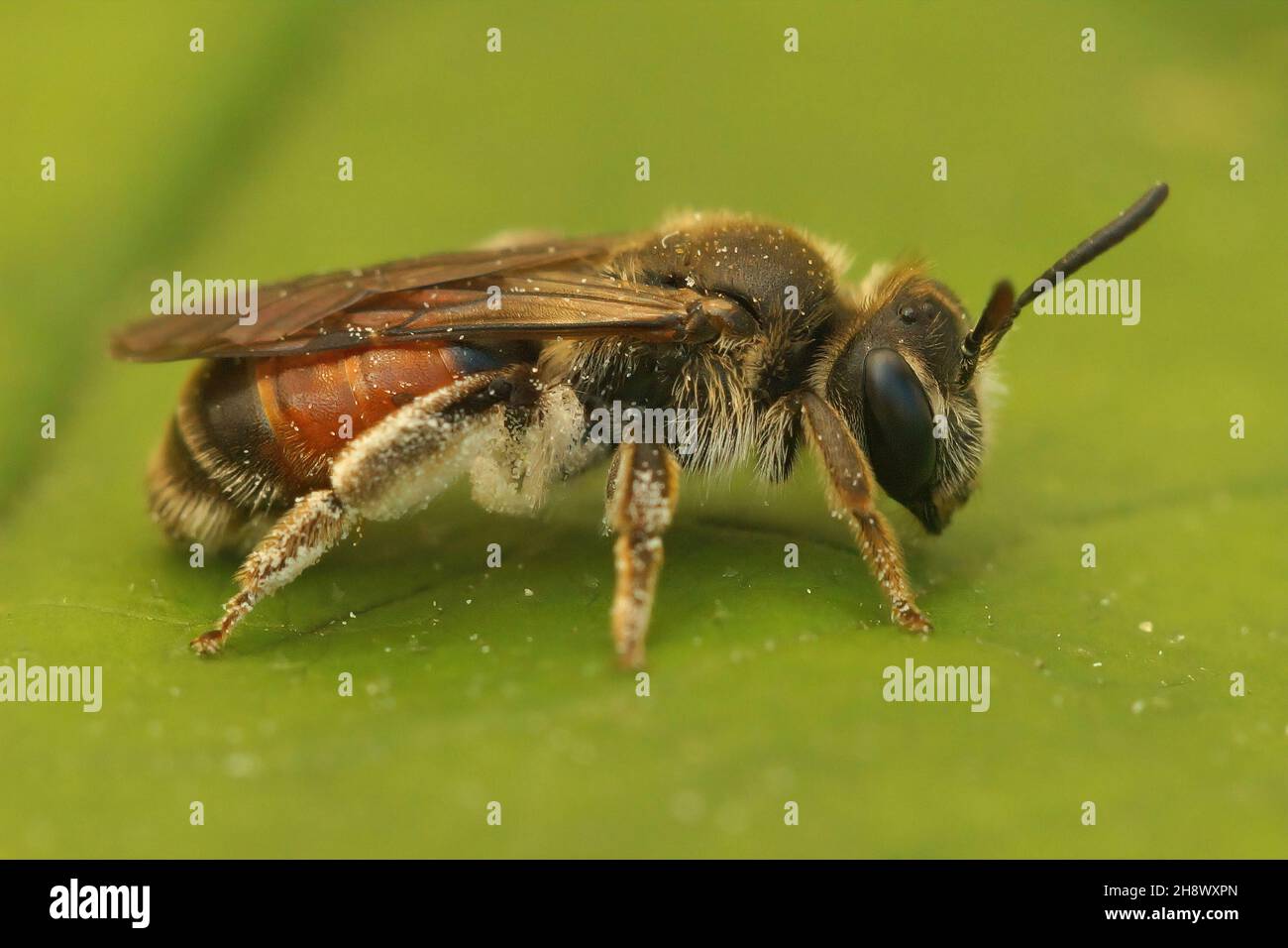 Labiata hi-res stock photography and images - Alamy