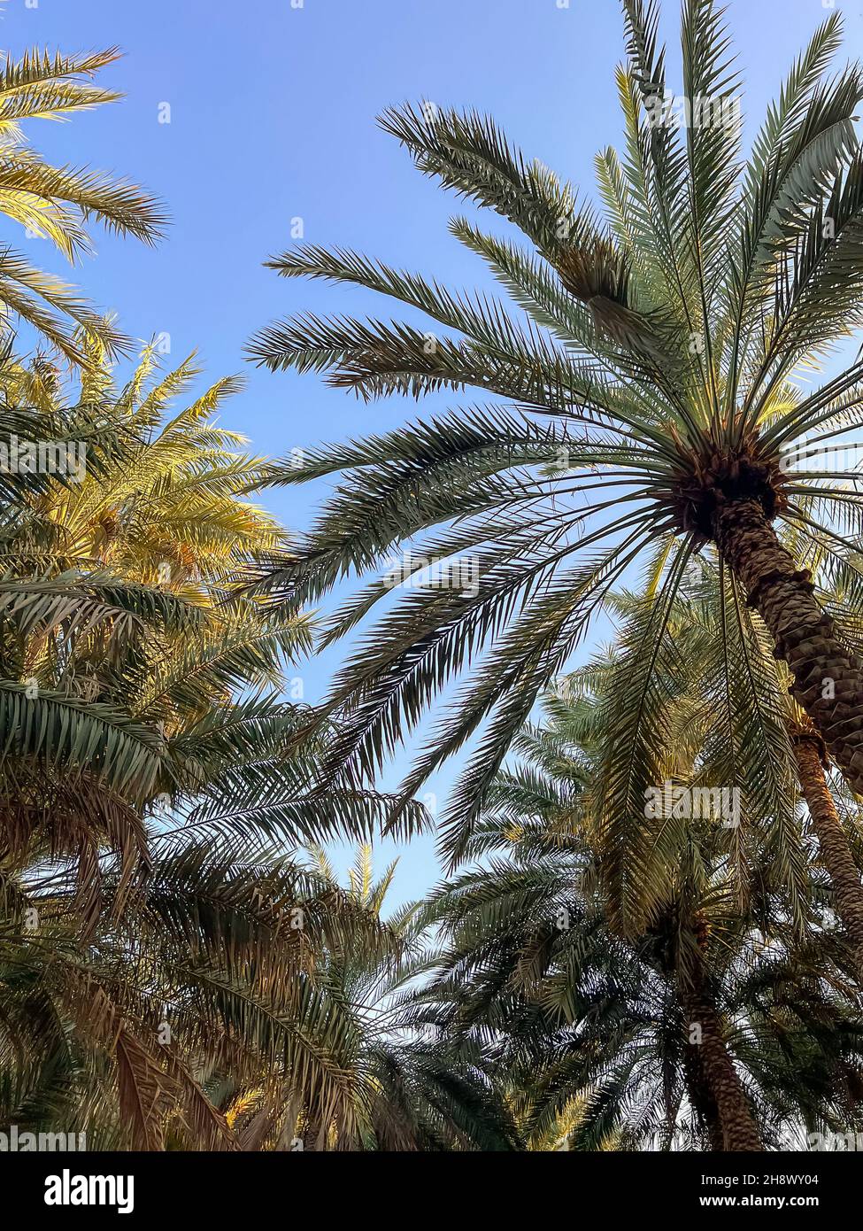 Palm Tree Oasis in Al Ain Stock Photo - Alamy