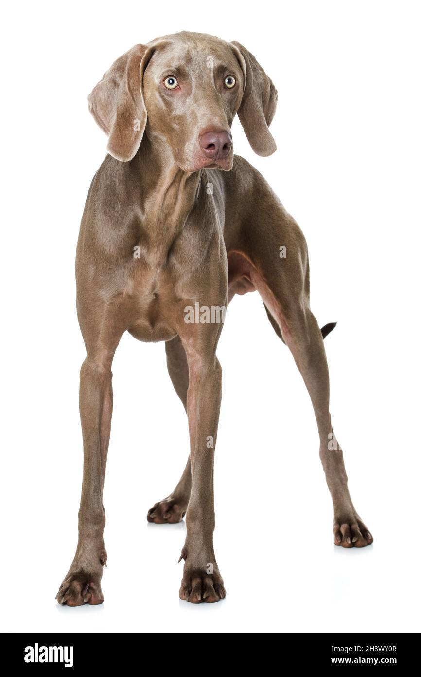 Weimaraner dog isolated on white background Stock Photo - Alamy