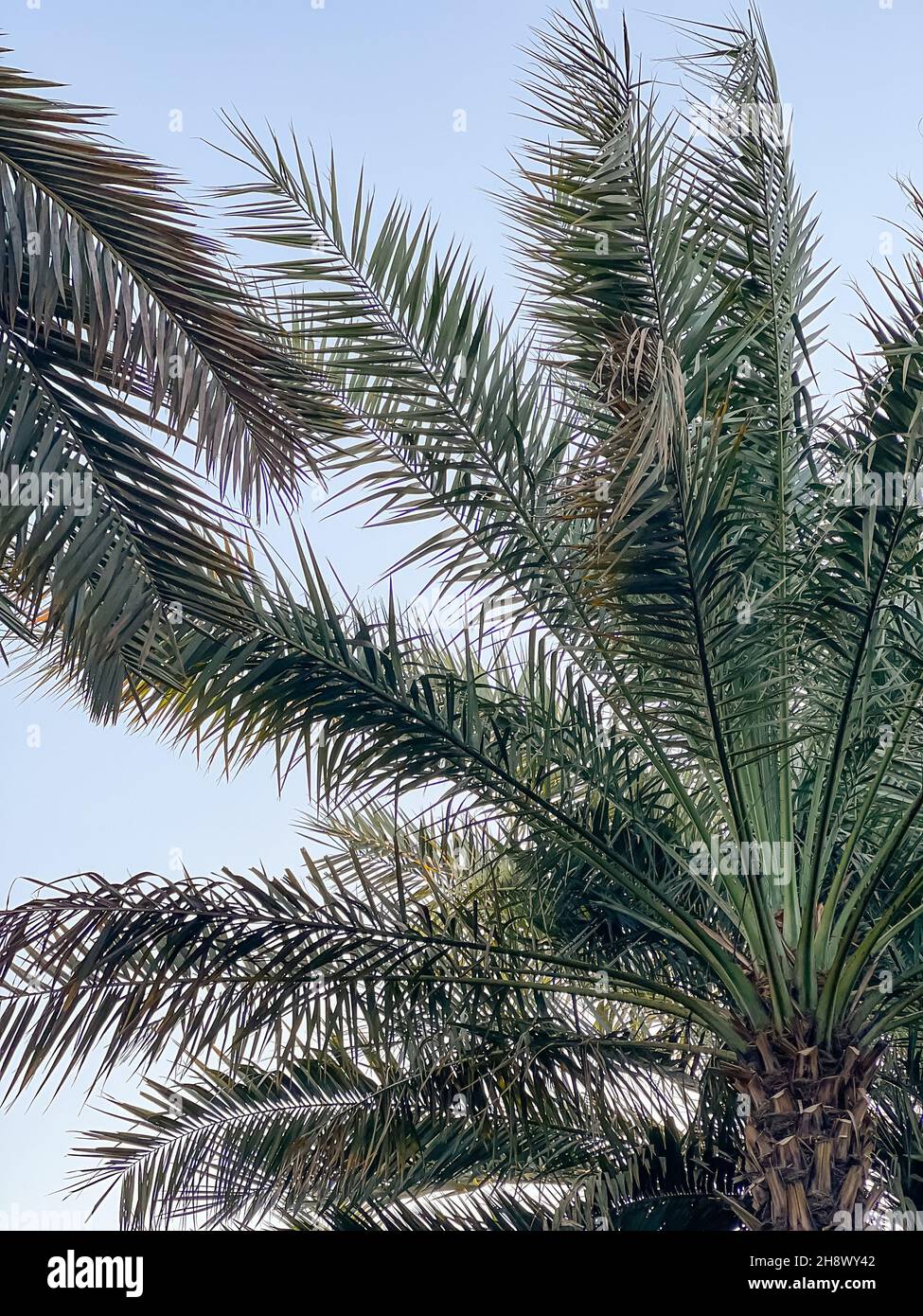 Palm Tree Oasis in Al Ain Stock Photo - Alamy