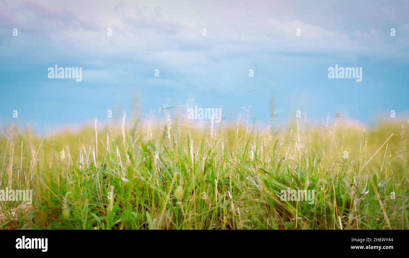 low down view across a grassy field Stock Photo - Alamy