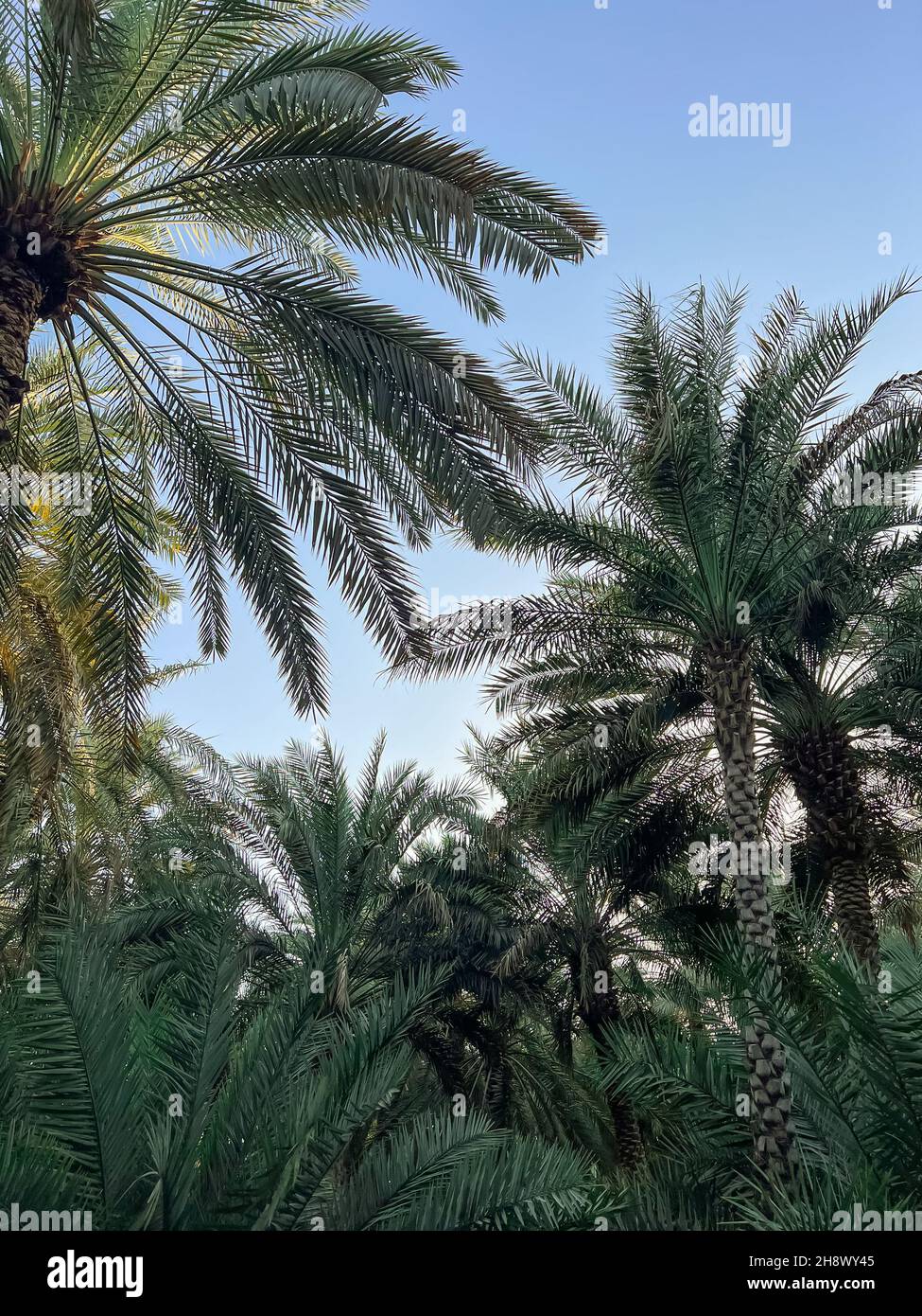 Palm Tree Oasis in Al Ain Stock Photo - Alamy