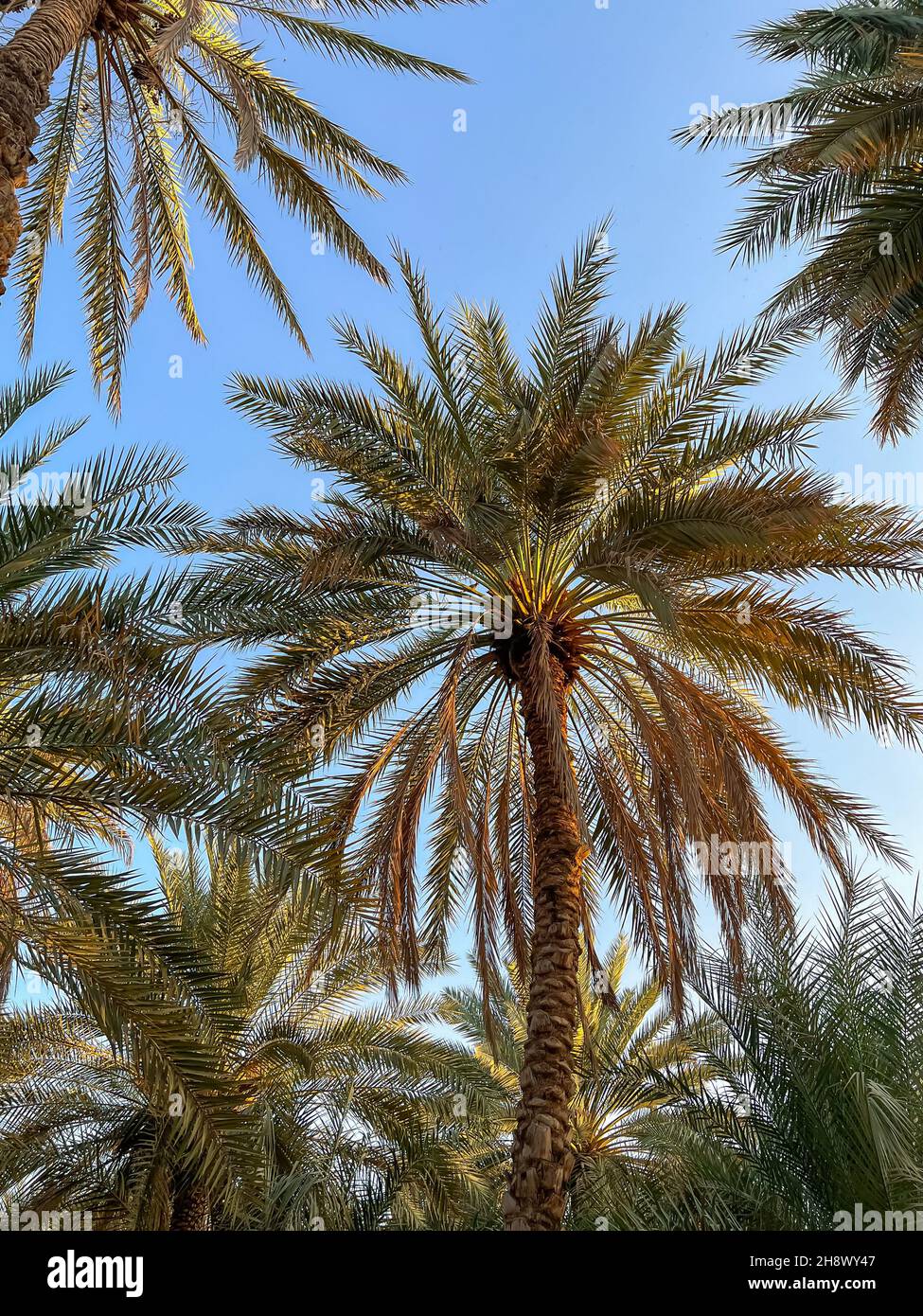 Palm Tree Oasis in Al Ain Stock Photo - Alamy