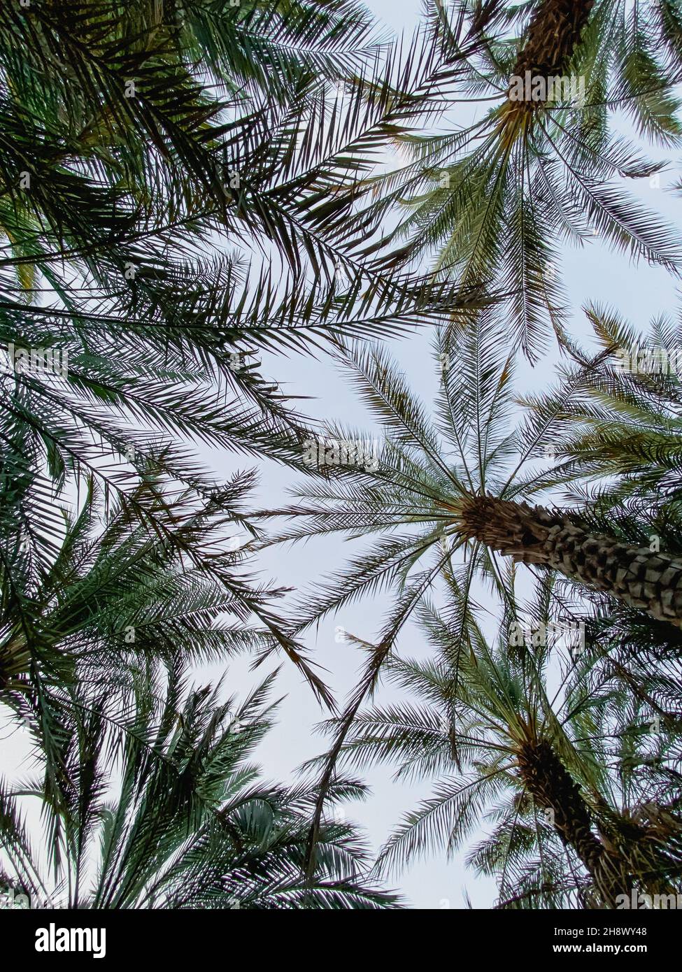 Date Farm in Oasis, Al Ain Stock Photo - Alamy