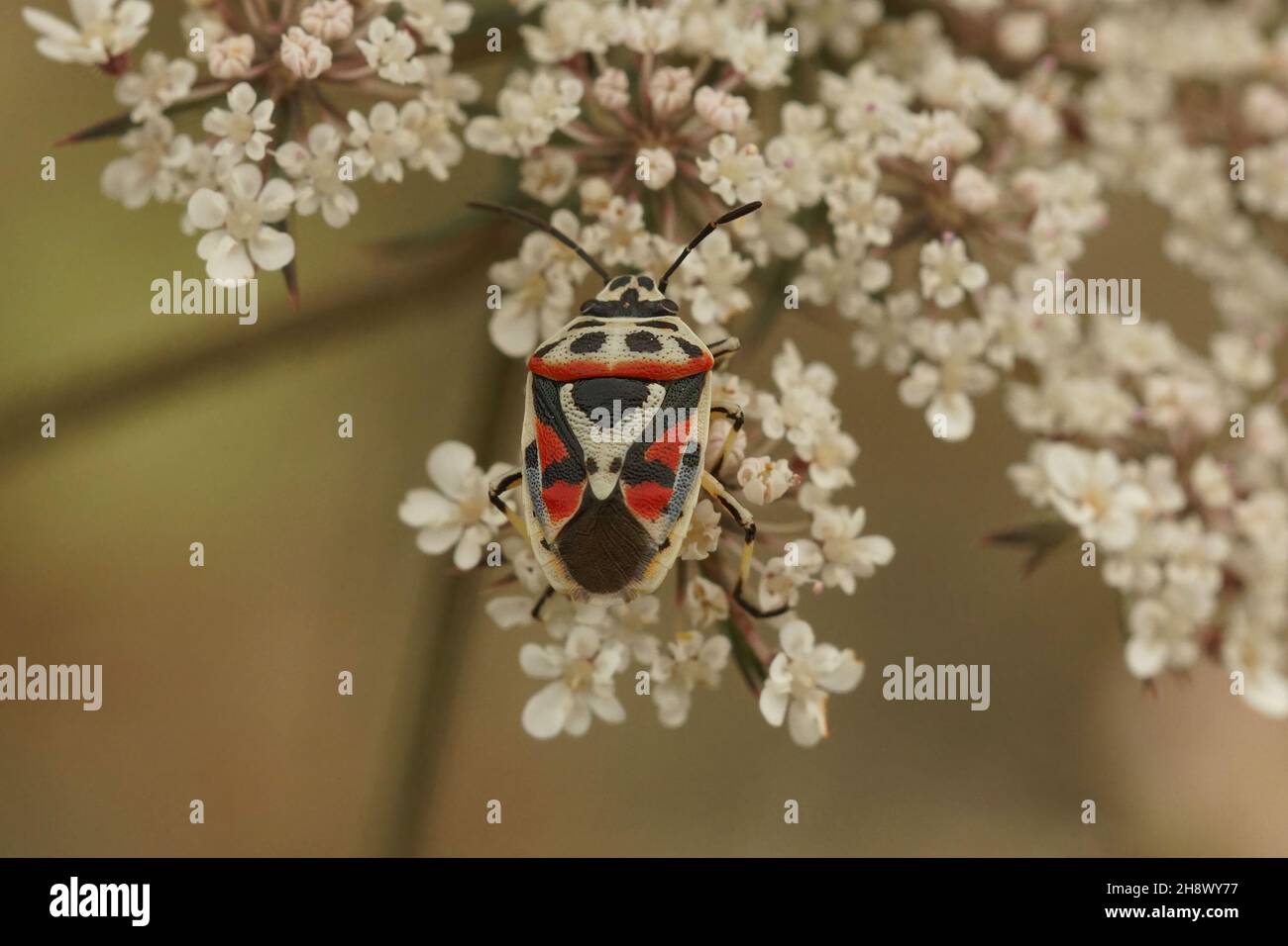 Closeup of a colorful red cabbage shieldbug , Eurydema ornata Stock ...