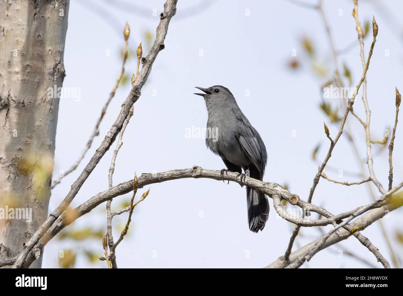 Small gray catbird singing while perched on a branch during a cloudy ...