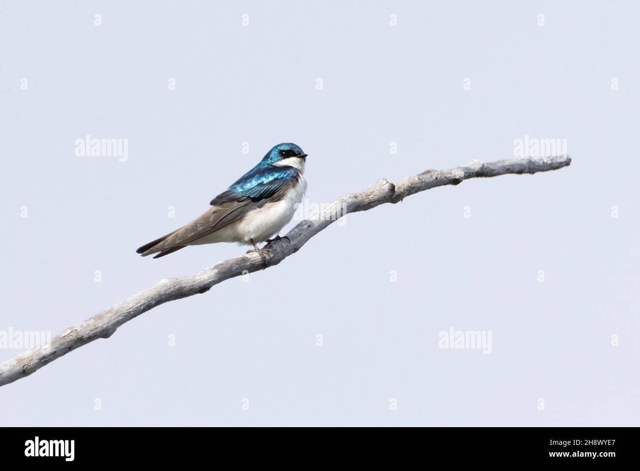 Small tree swallow perched on a tree branch under a cloudy sky Stock ...