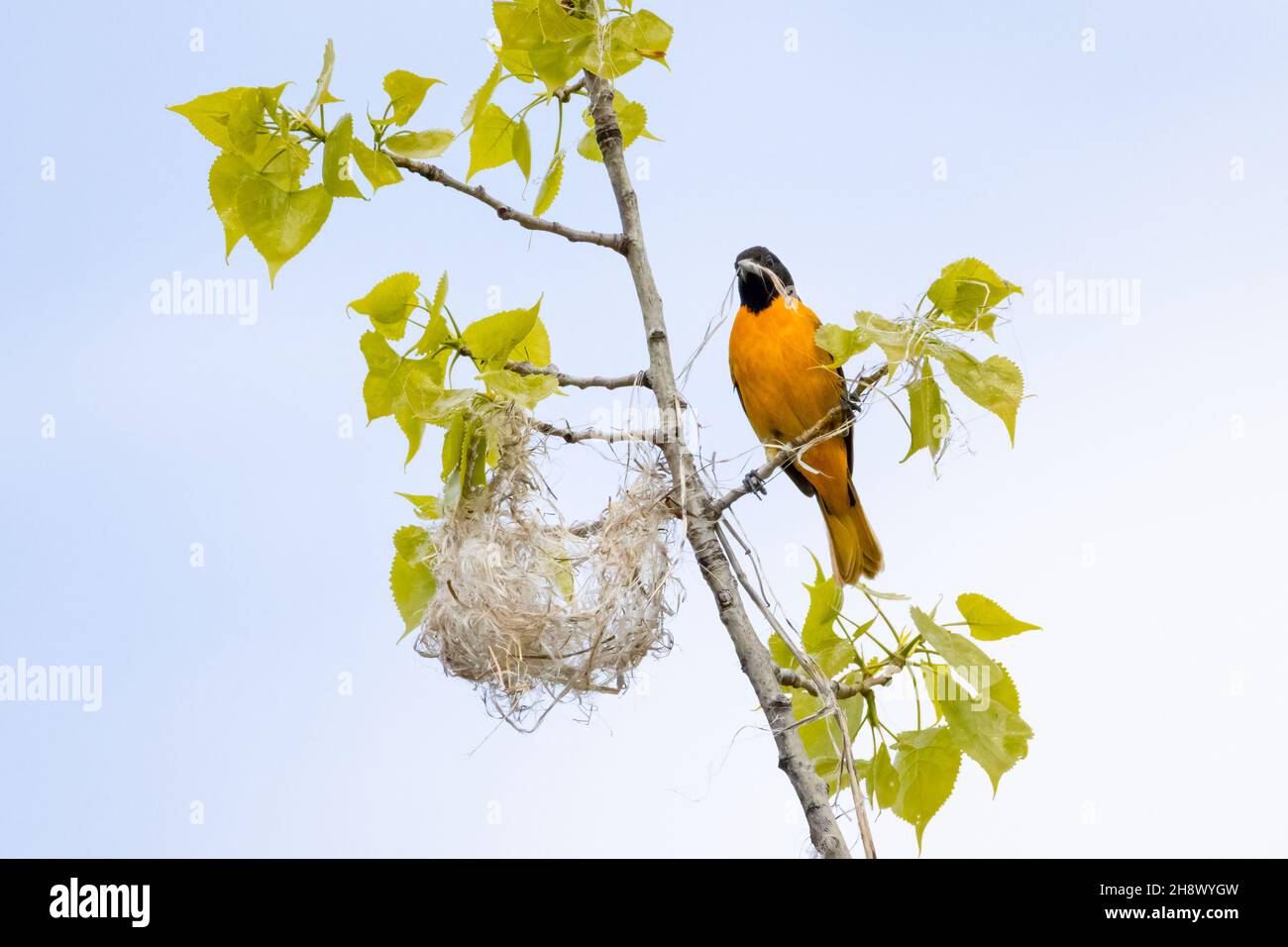 Male Baltimore Oriole building its nest on a cloudy spring morning ...