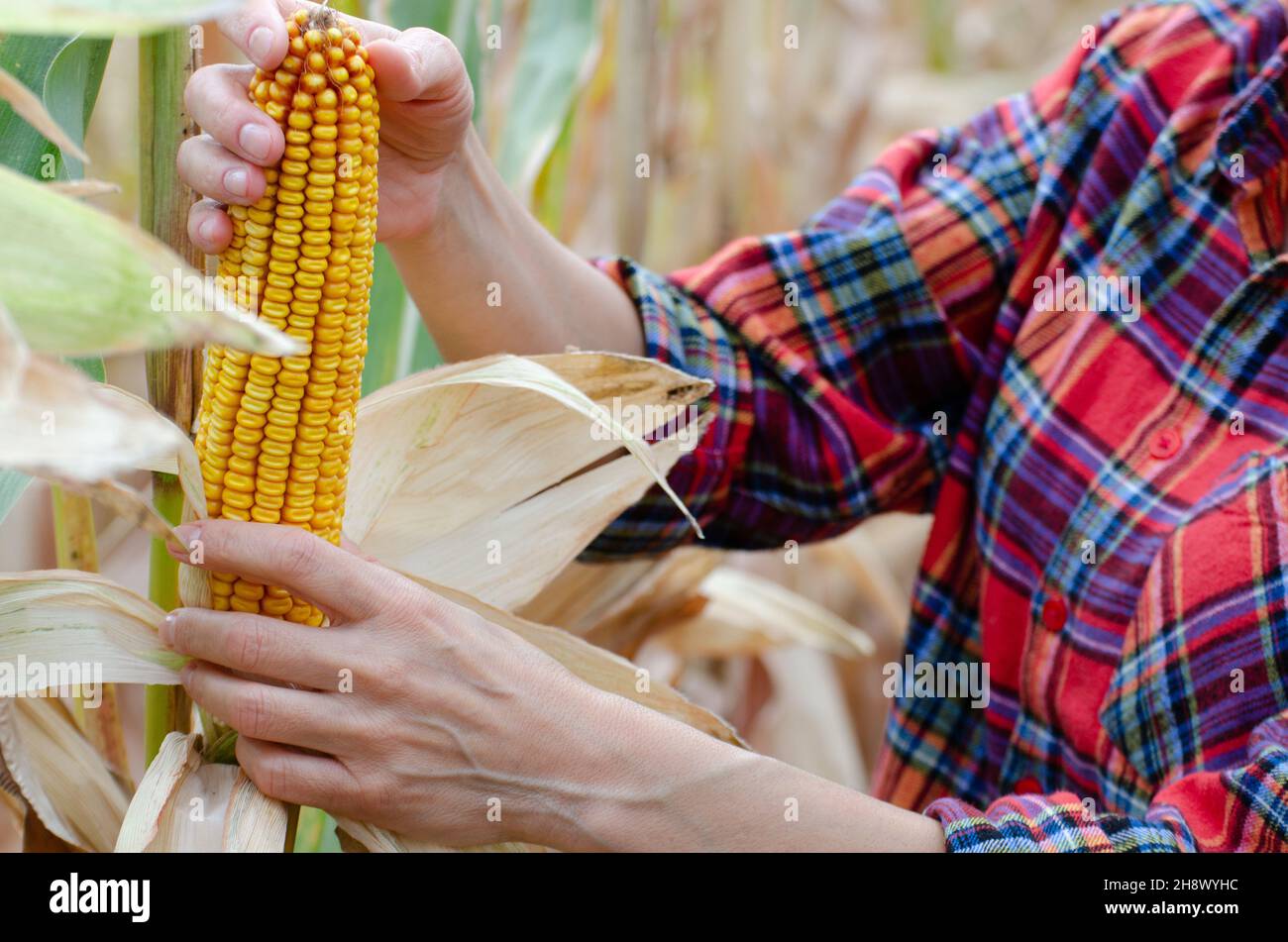 Female farm worker inspecting corn cobs at field sunny summer day ...