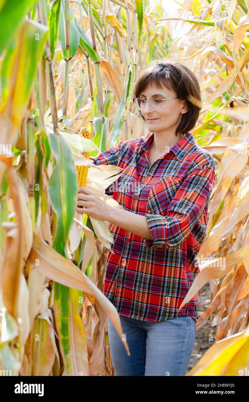 Middle of corn field hi-res stock photography and images - Alamy