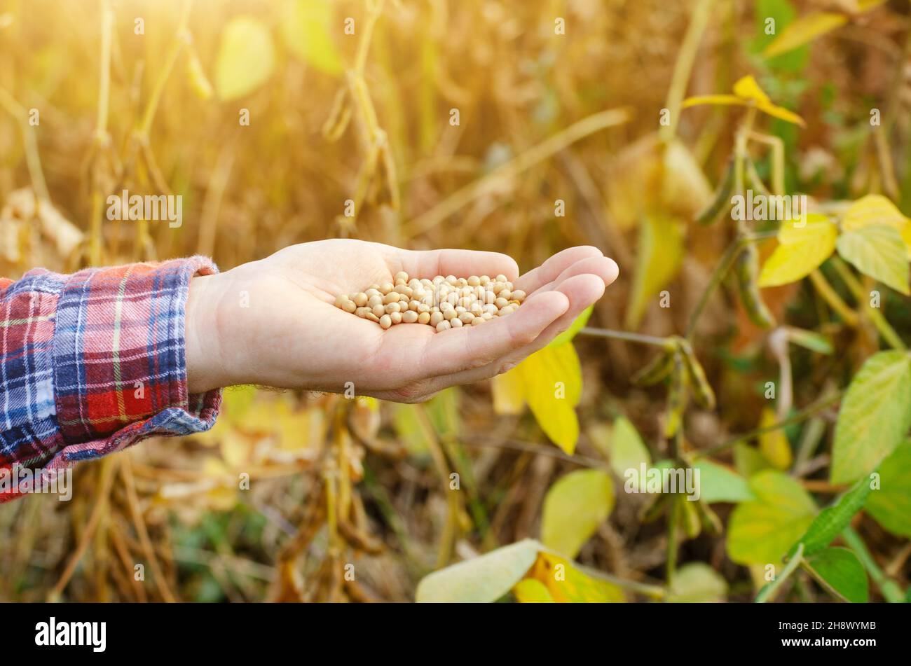 Ripe soy beans in human hand with dry pods at background evening sunset ...