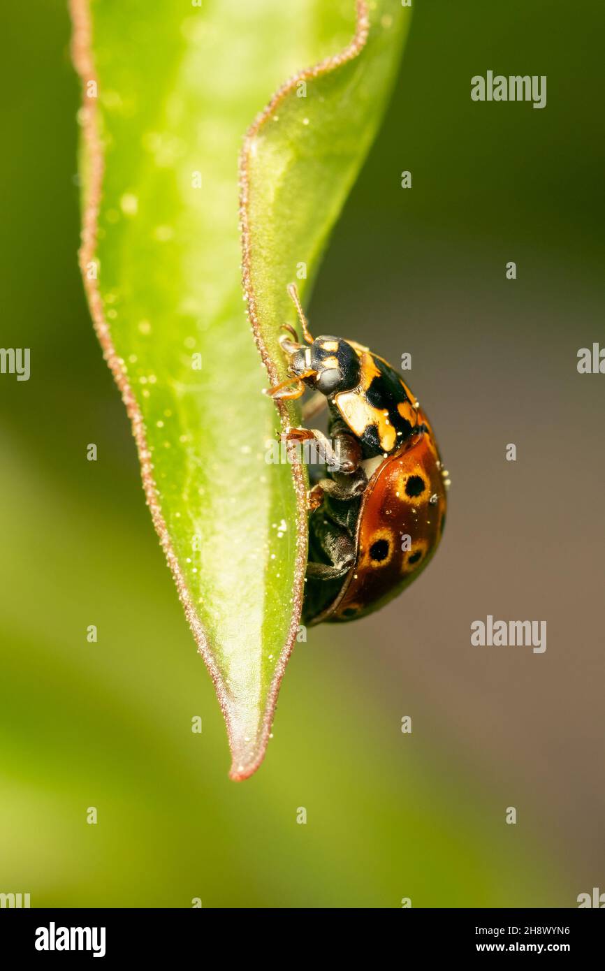 American eyespot ladybug hi-res stock photography and images - Alamy