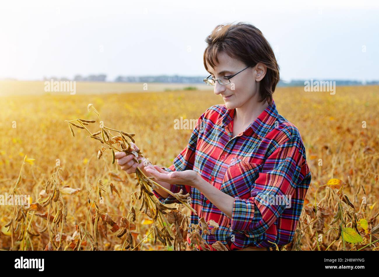 Soybean inspection hi-res stock photography and images - Alamy