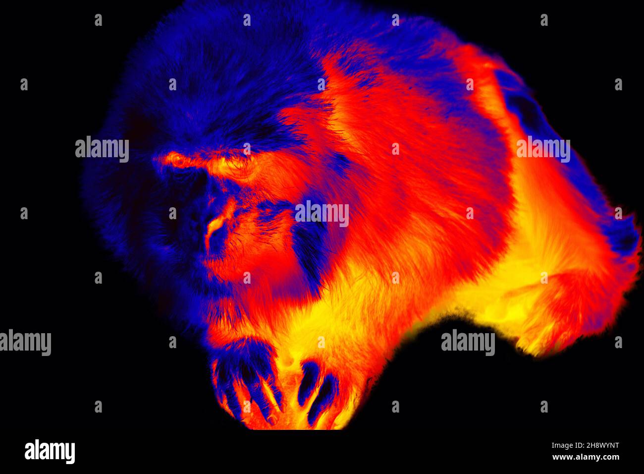 Monkeys in black background. Scanning the animal's body temperature ...