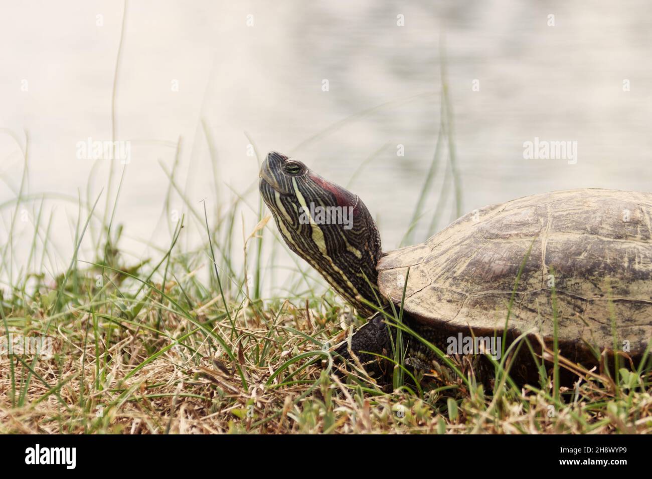Amboina box turtle (Cuora amboinensis) on the shore of a pond ...