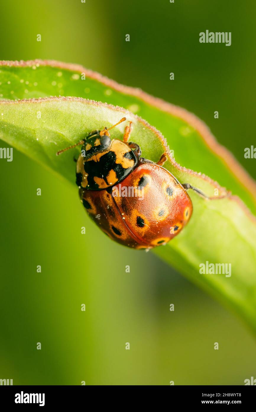 American Eyespot Ladybug under a leaf on a blurred green background ...