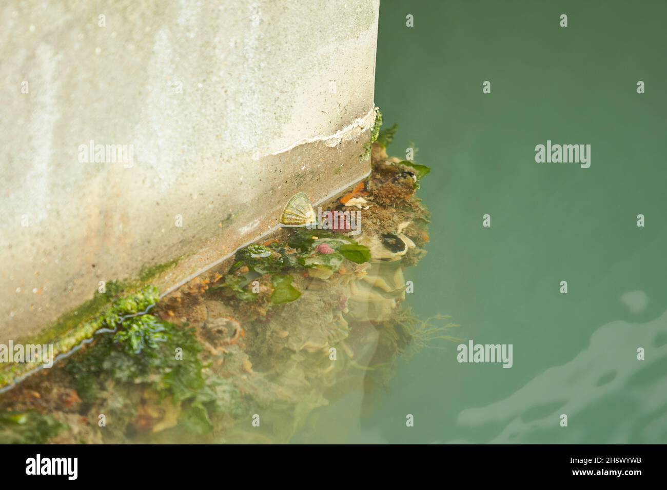 Molluscs, overgrown ship bottom. Shellfish on the hull of the ship ...