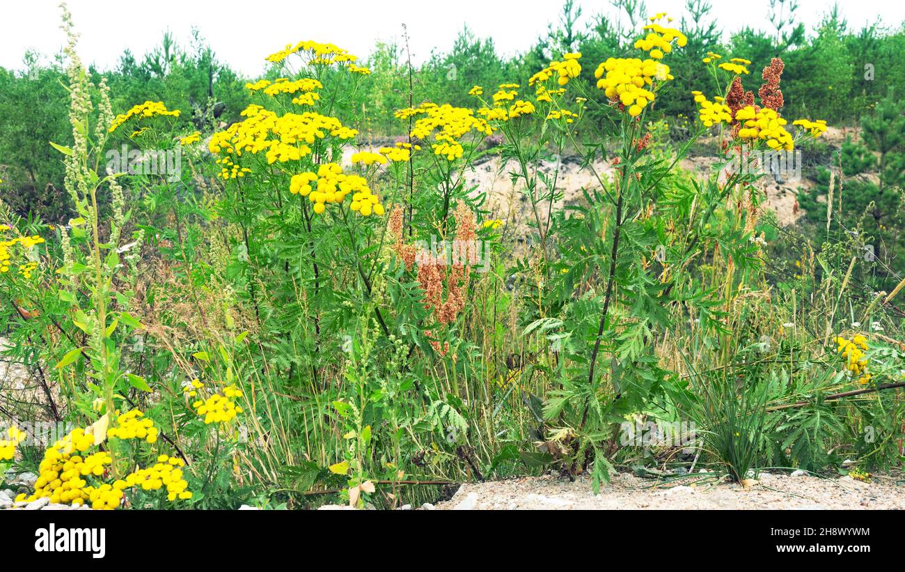 Yellow Ginger plant (Tanacetum vulgare) bloom on sandy wasteland and ...